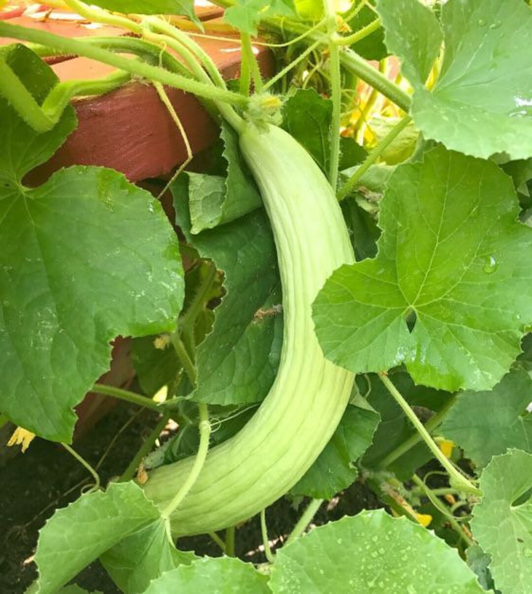 2 Live Cucumber Armenian Organic Plants - Etsy