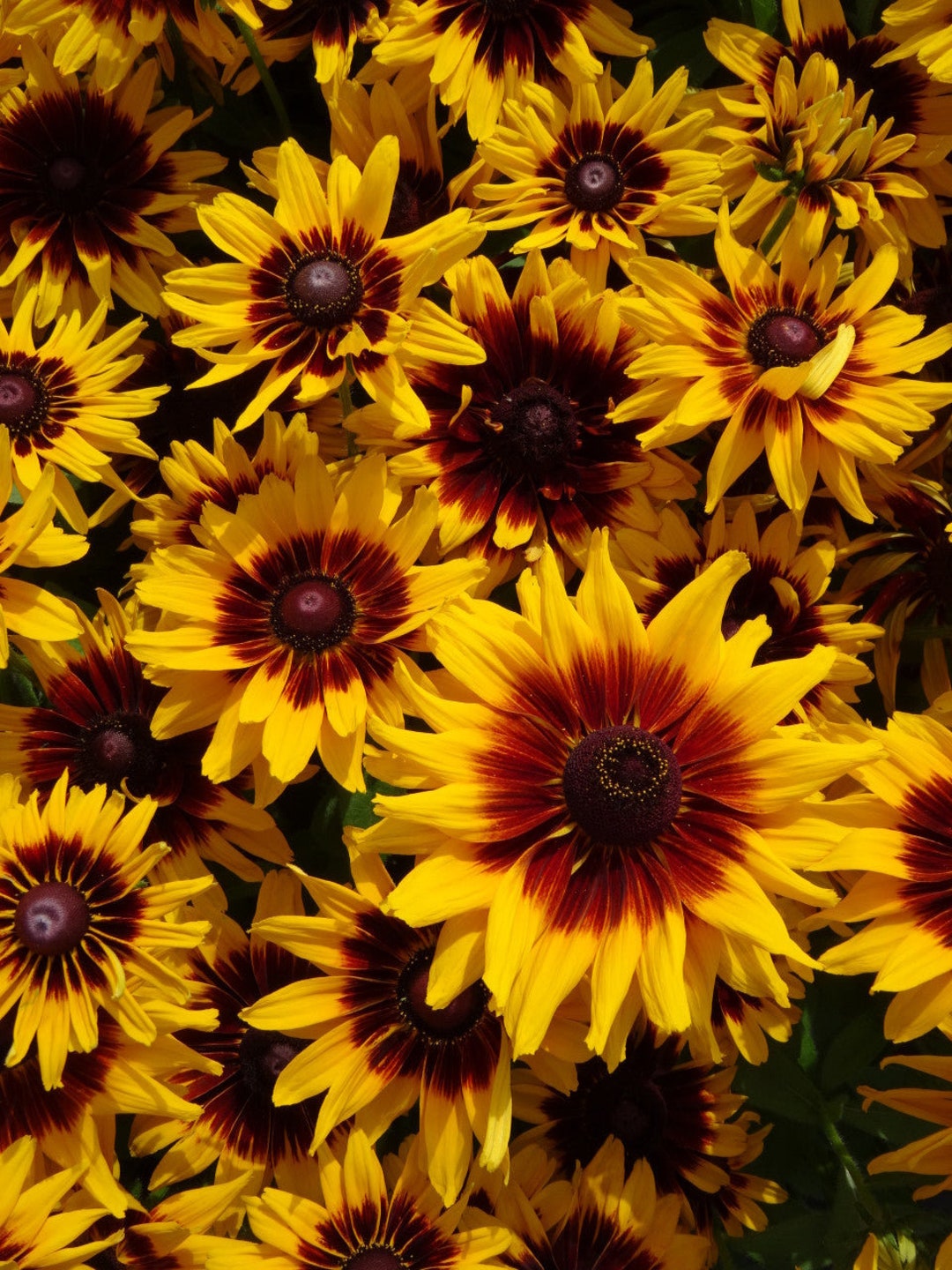 Rudbeckia Hirta 'denver Daisy' - Etsy