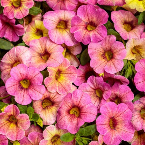Calibrachoa Seeds - Etsy