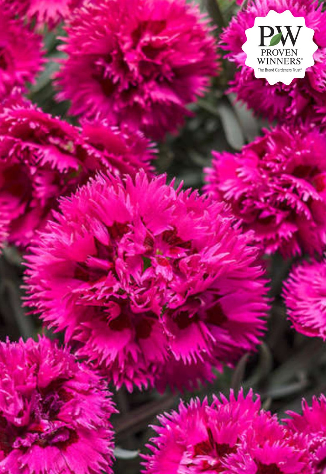 Dianthus FRUIT PUNCH® 'spiked Punch' - Etsy