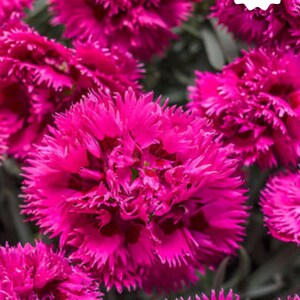Dianthus FRUIT PUNCH® 'spiked Punch' - Etsy