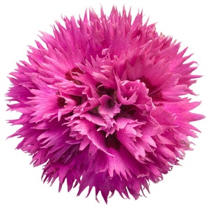 Dianthus FRUIT PUNCH® 'spiked Punch' - Etsy