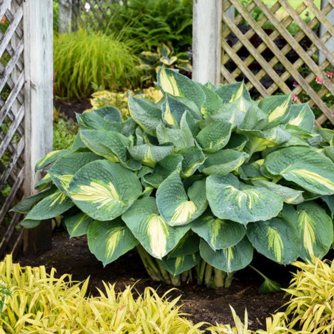Hosta SHADOWLAND® 'hudson Bay' - Etsy
