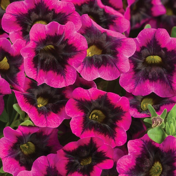 Calibrachoa Seeds - Etsy