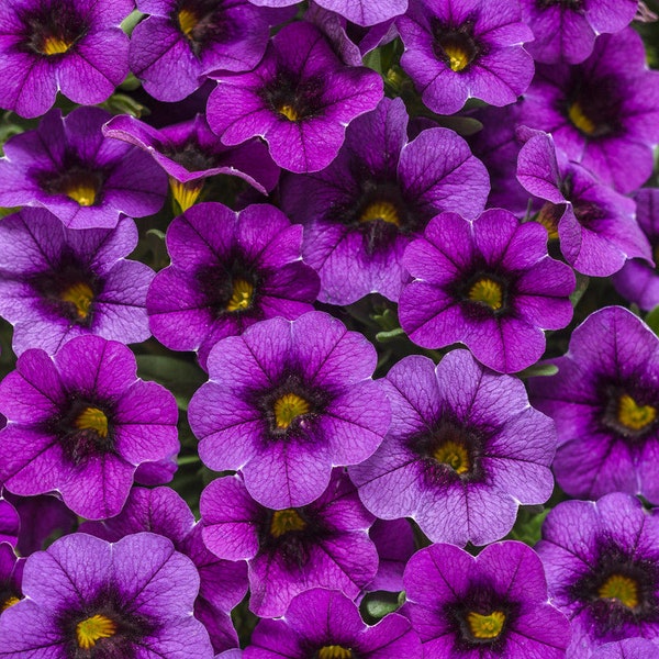Calibrachoa Seeds - Etsy