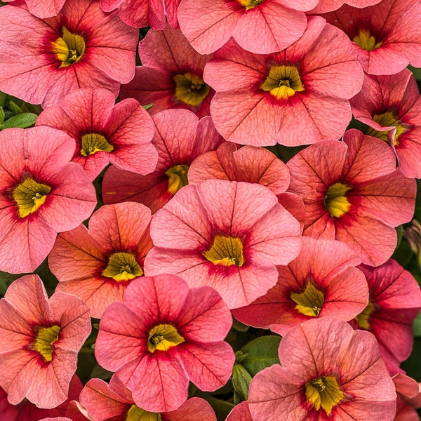 Calibrachoa Seeds - Etsy