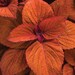 Coleus Solenostemon Scutellariodes 'colorblaze® Sedona Sunset®' - Etsy