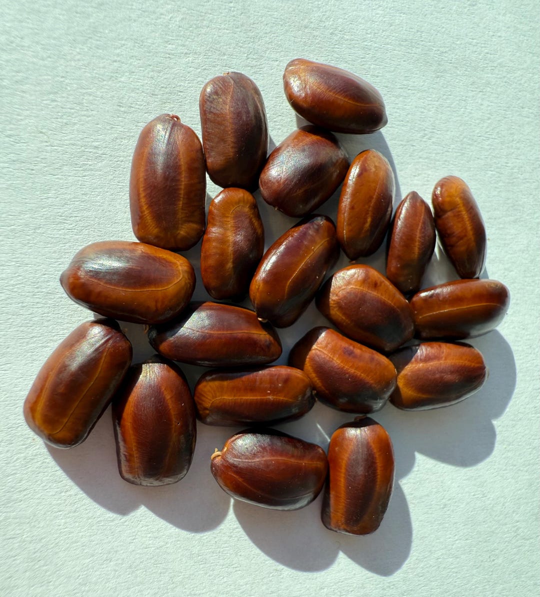 Rain Tree Seeds - Monkey Pod Seeds - Bonsai Garden Seeds - Fresh Seeds Hawaii - Albizia Saman ...