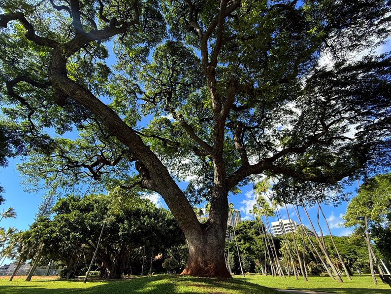 Rain Tree Seeds - Monkey Pod Seeds - Bonsai Garden Seeds - Fresh Seeds ...