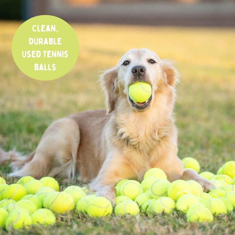 Recycled Tennis Balls for Dogs: Classroom Chairs, Bulk Tennis Balls for ...