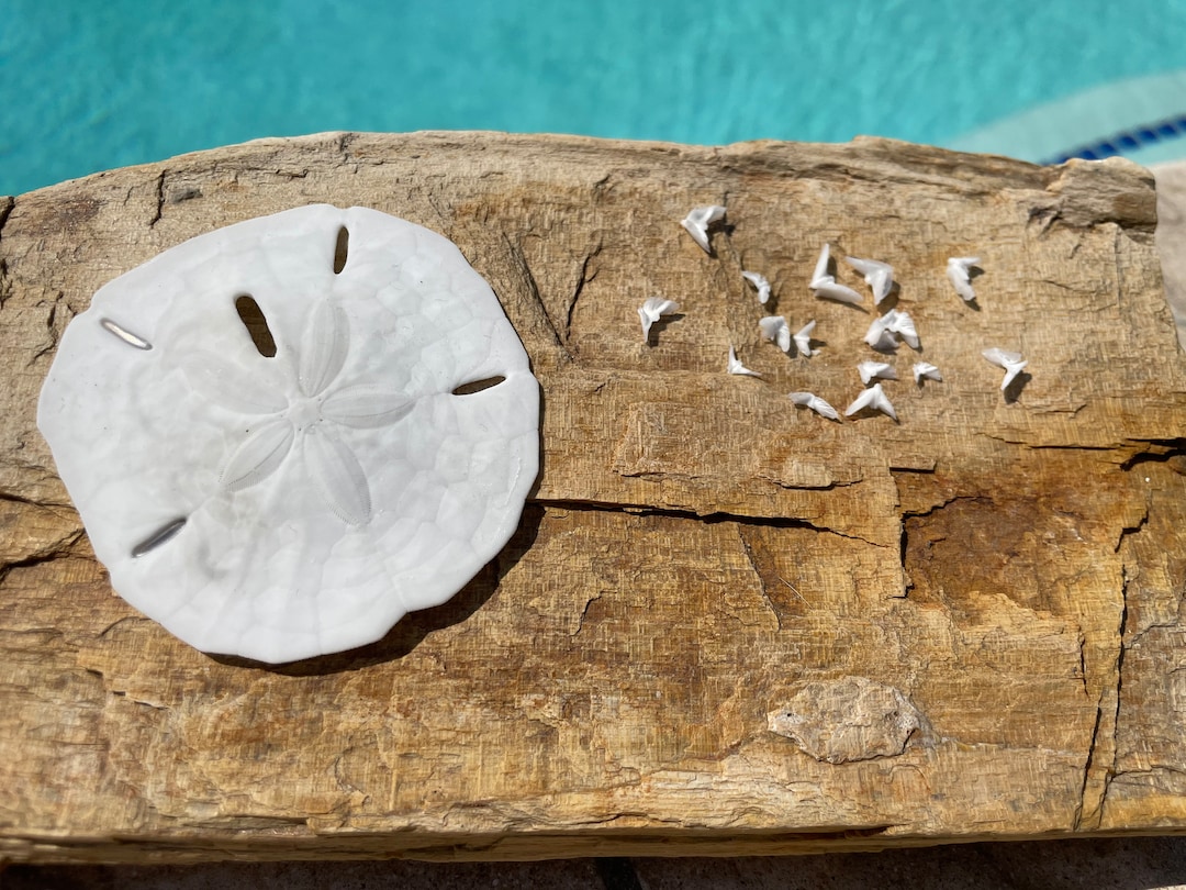 Sand Dollar Doves, Florida Sand Dollar, Craft Supply, Altar Supplies, Beach Decor, Wedding Decor ...