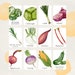 40 Vegetable Flashcards Montessori Homeschool Flashcards - Etsy
