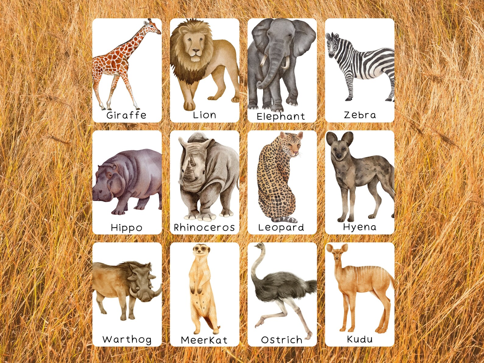 Safari Animal Flashcards Set of 24 Animal Flashcards African Animals ...