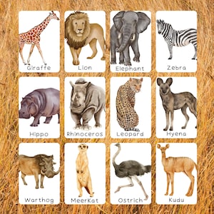 Safari Animal Flashcards Set of 24 Animal Flashcards African Animals ...