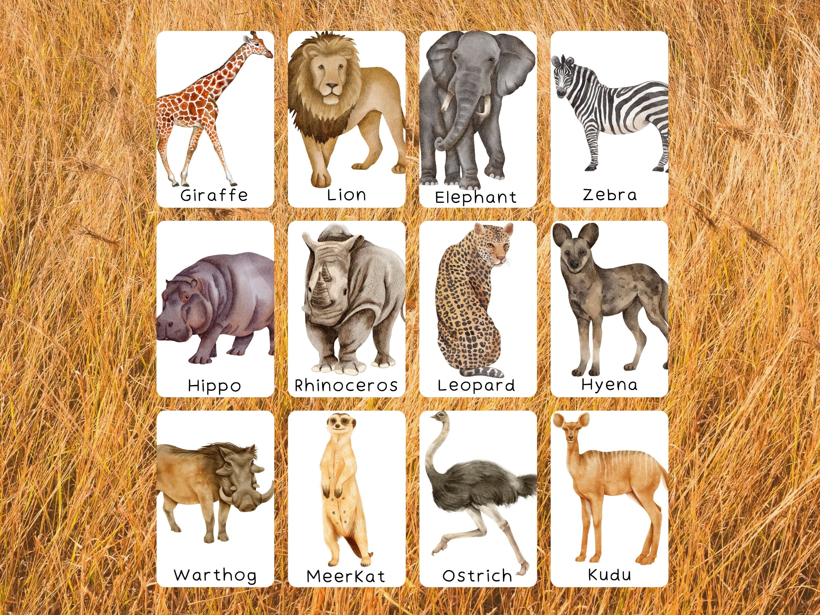 On Safari Flashcards Homeschool Printable Set of 24 Cards - Etsy