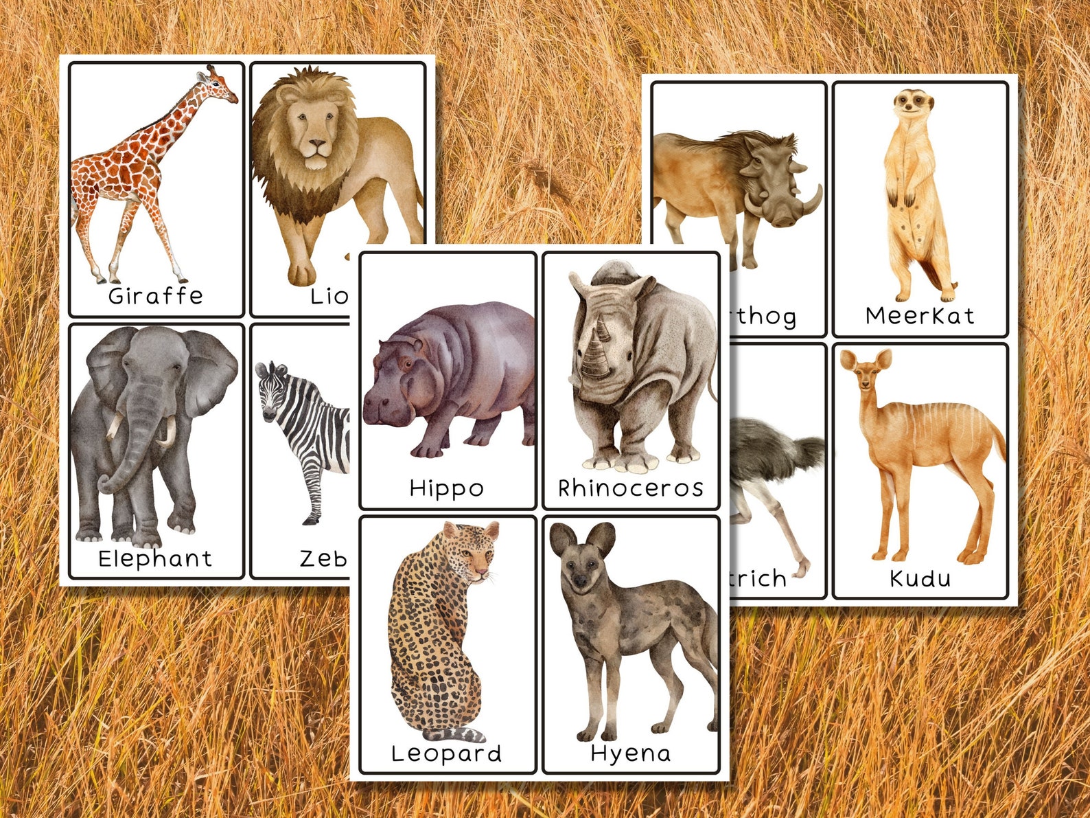 Safari Animal Flashcards Set of 24 Animal Flashcards African Animals ...
