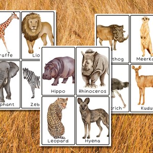 On Safari Flashcards Homeschool Printable Set of 24 Cards - Etsy