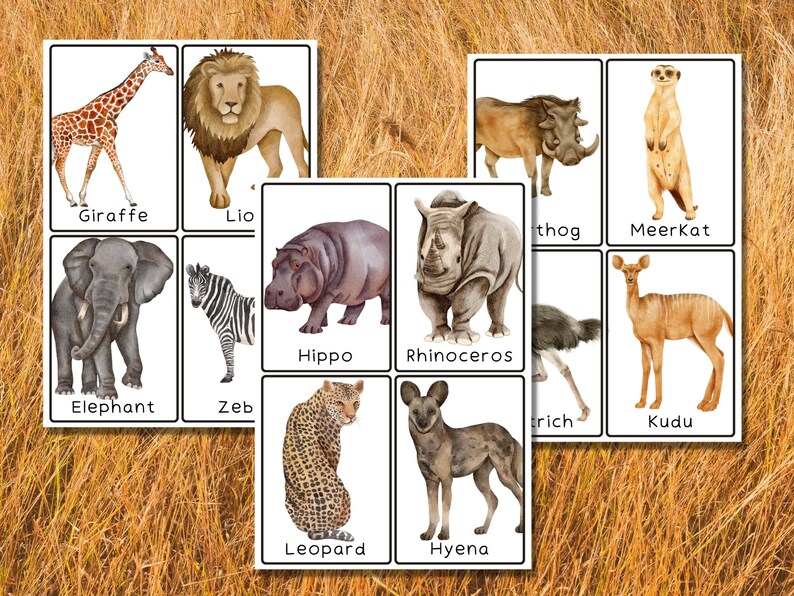 Safari Animal Flashcards Set of 24 Animal Flashcards African Animals ...