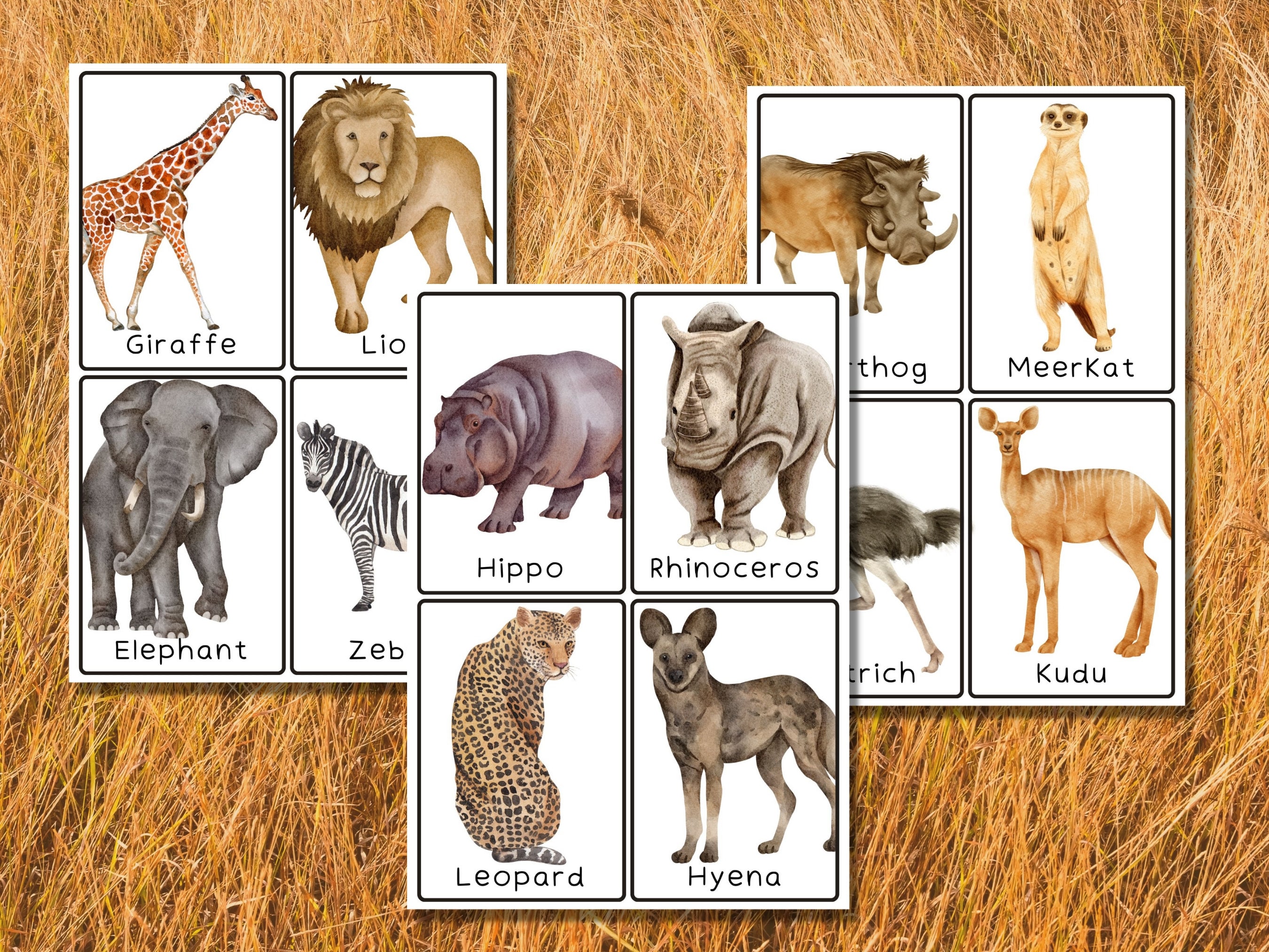 On Safari Flashcards Homeschool Printable Set of 24 Cards - Etsy