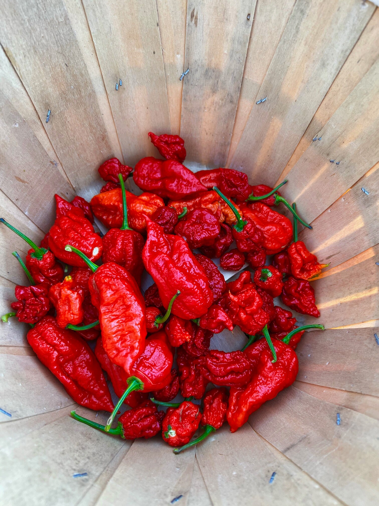 Carolina Reaper Seeds - Etsy