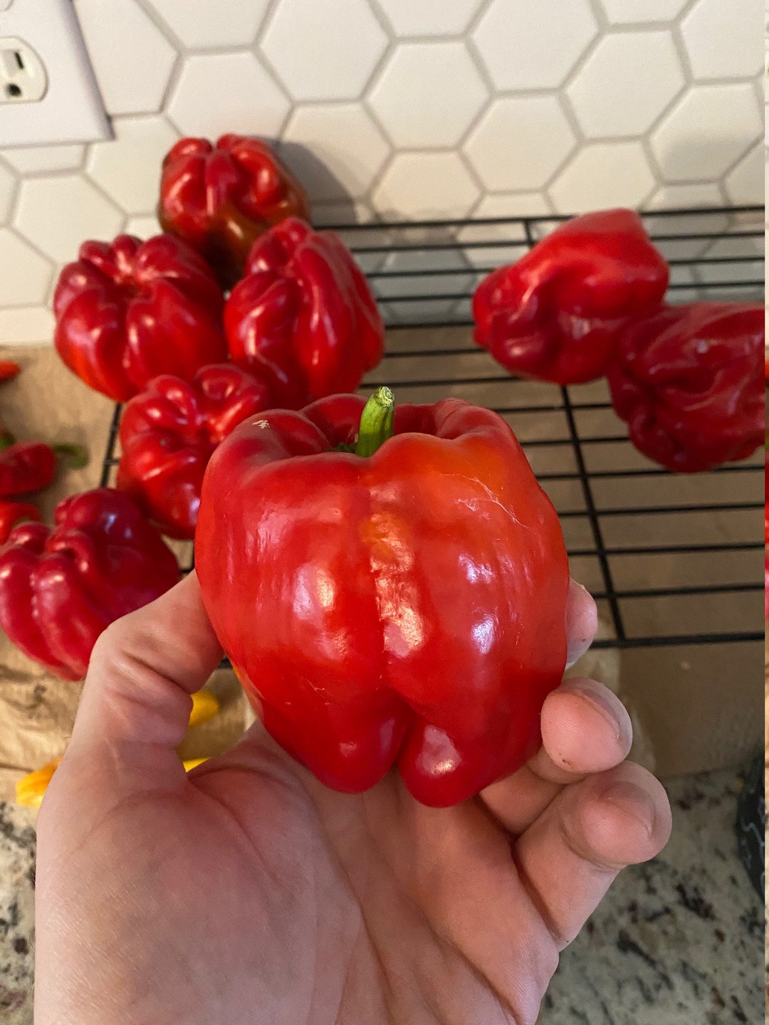 ANTEP ACI DOLMA Seeds - Etsy