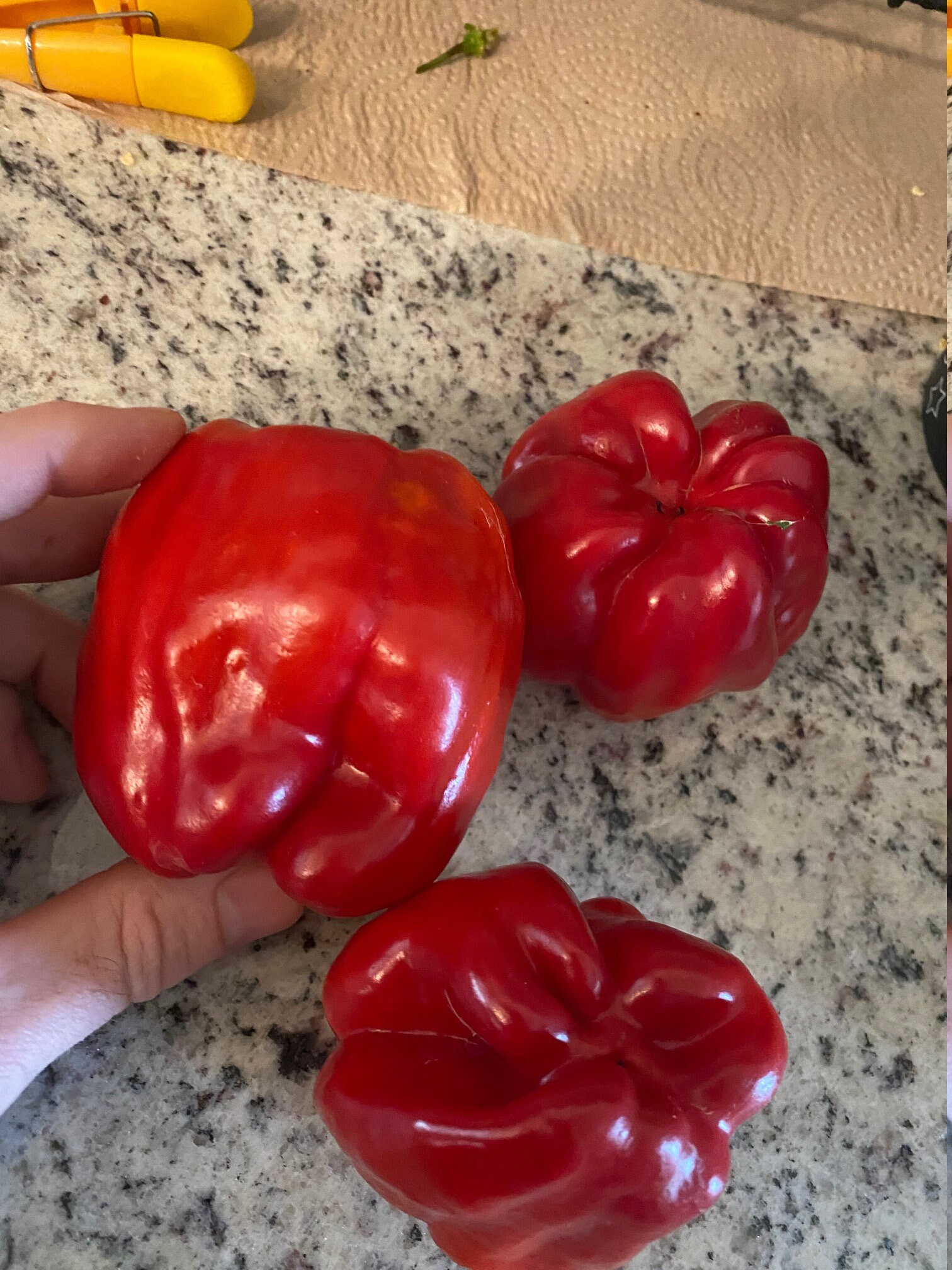 ANTEP ACI DOLMA Seeds - Etsy