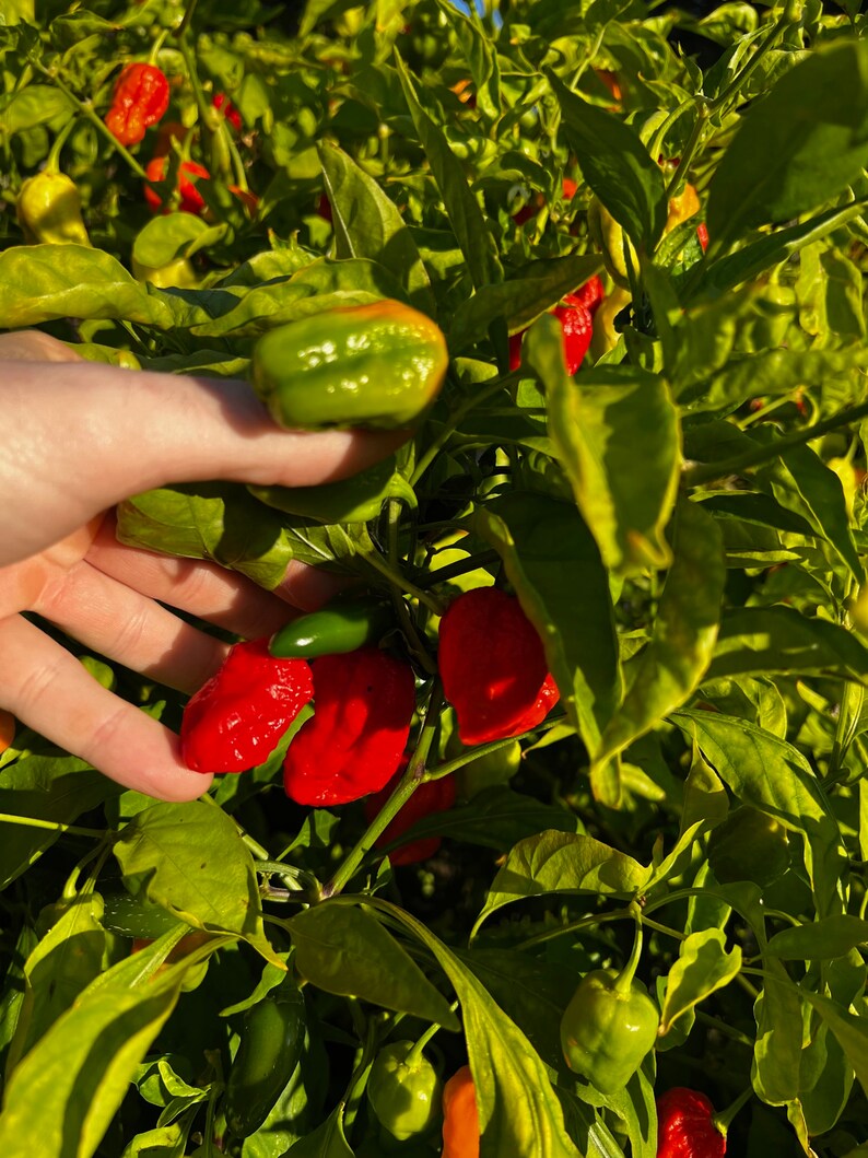 Carolina Reaper Seeds - Etsy