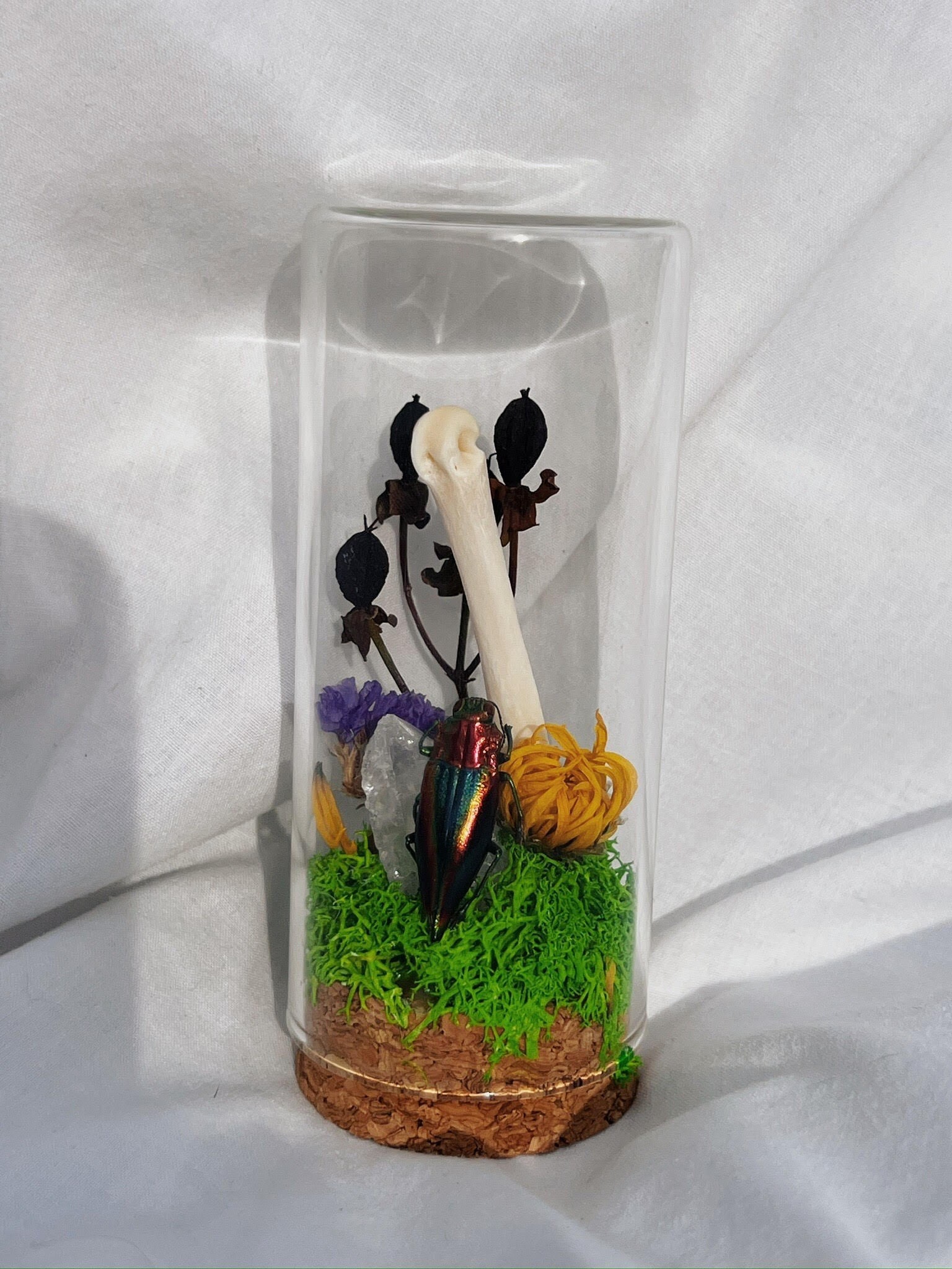 Beetle and Bone Display Dome Art, Oddity Witchy Terrarium. - Etsy