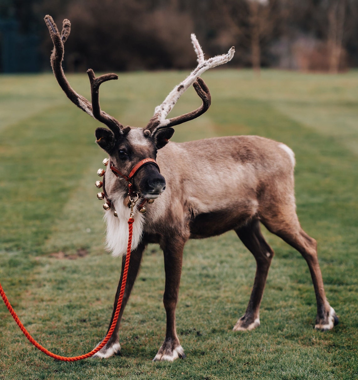 Santa Red English Leather Reindeer Collars With Sleigh Bells | Etsy