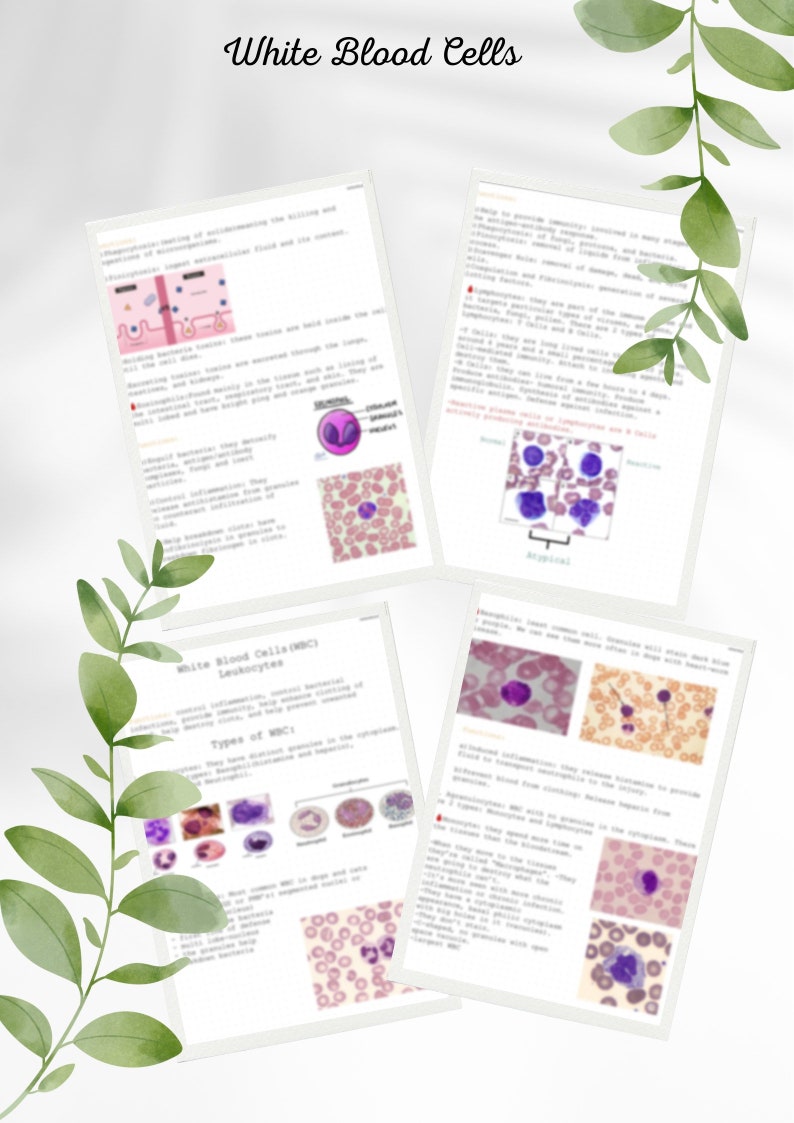 White Blood Cells Study Notes - Etsy