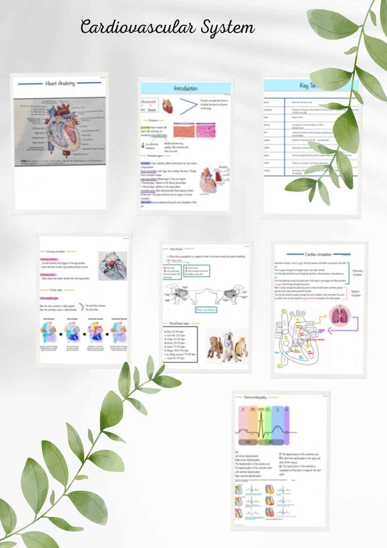 Basic Anatomy-cardiovascular System Study Notes - Etsy