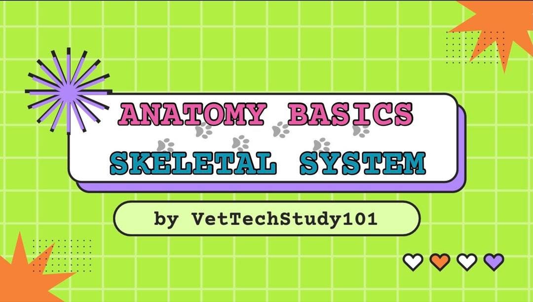 Basic Anatomy-skeletal System Study Notes - Etsy