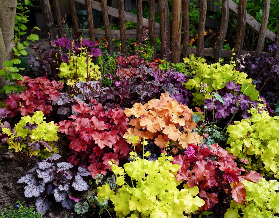 Heuchera | Coral Bells Mixed Colours | 100+ Seeds | Perennial | Same ...