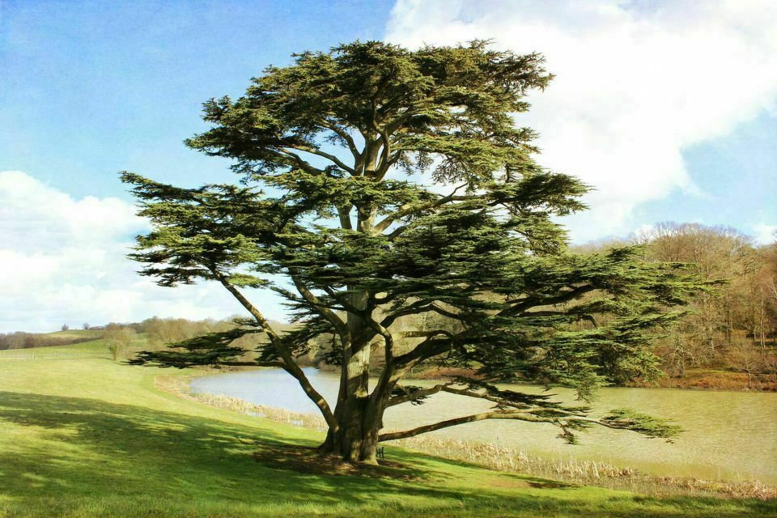 Lebanon Cedar Cedrus Libani 25 fresh seeds Bonsai Same | Etsy Nederland