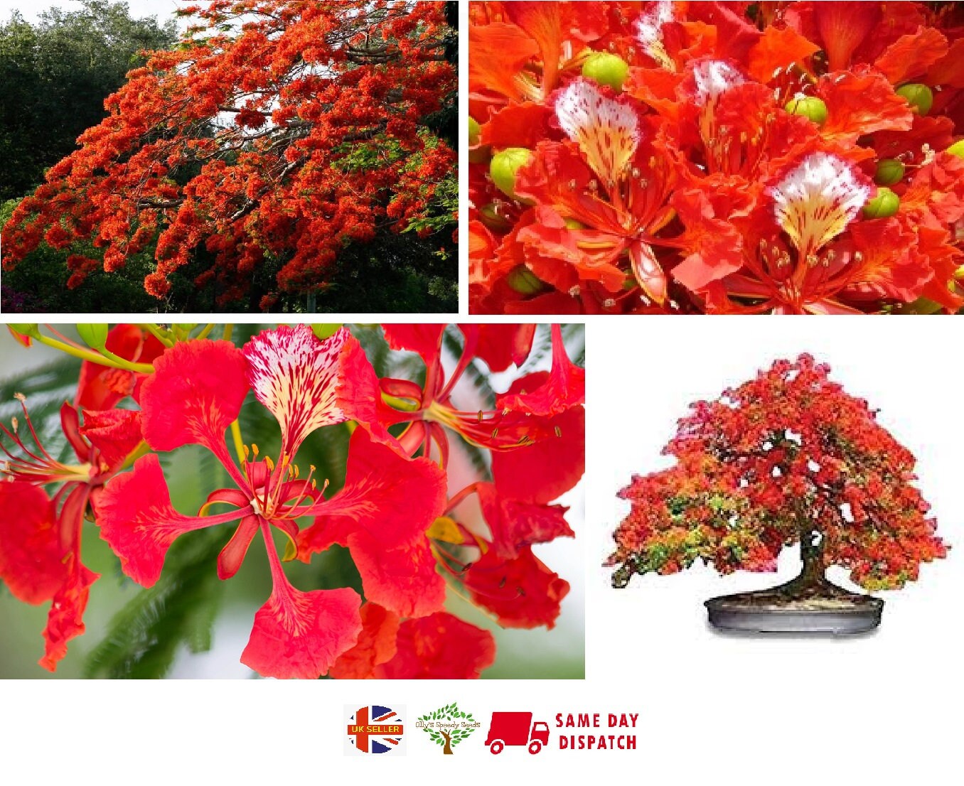 Royal Poinciana Flame Tree (delonix Regia) | 10 Seeds | Same Day ...