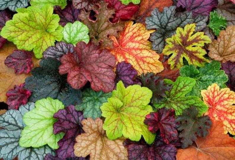 Heuchera | Coral Bells Mixed Colours | 100+ Seeds | Perennial | Same ...