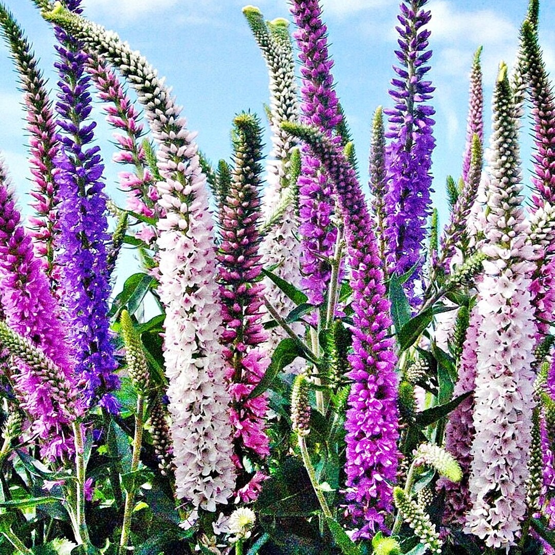 Veronica Sightseeing Mix | 50+ Seeds | Perennial | Same Day Dispatch ...