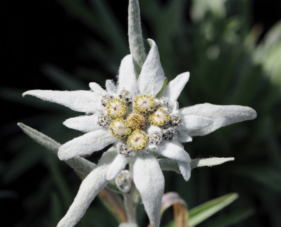Edelweiss (leontopodium Alpinum | 100 Seeds | Alpine Rock Garden | Same ...