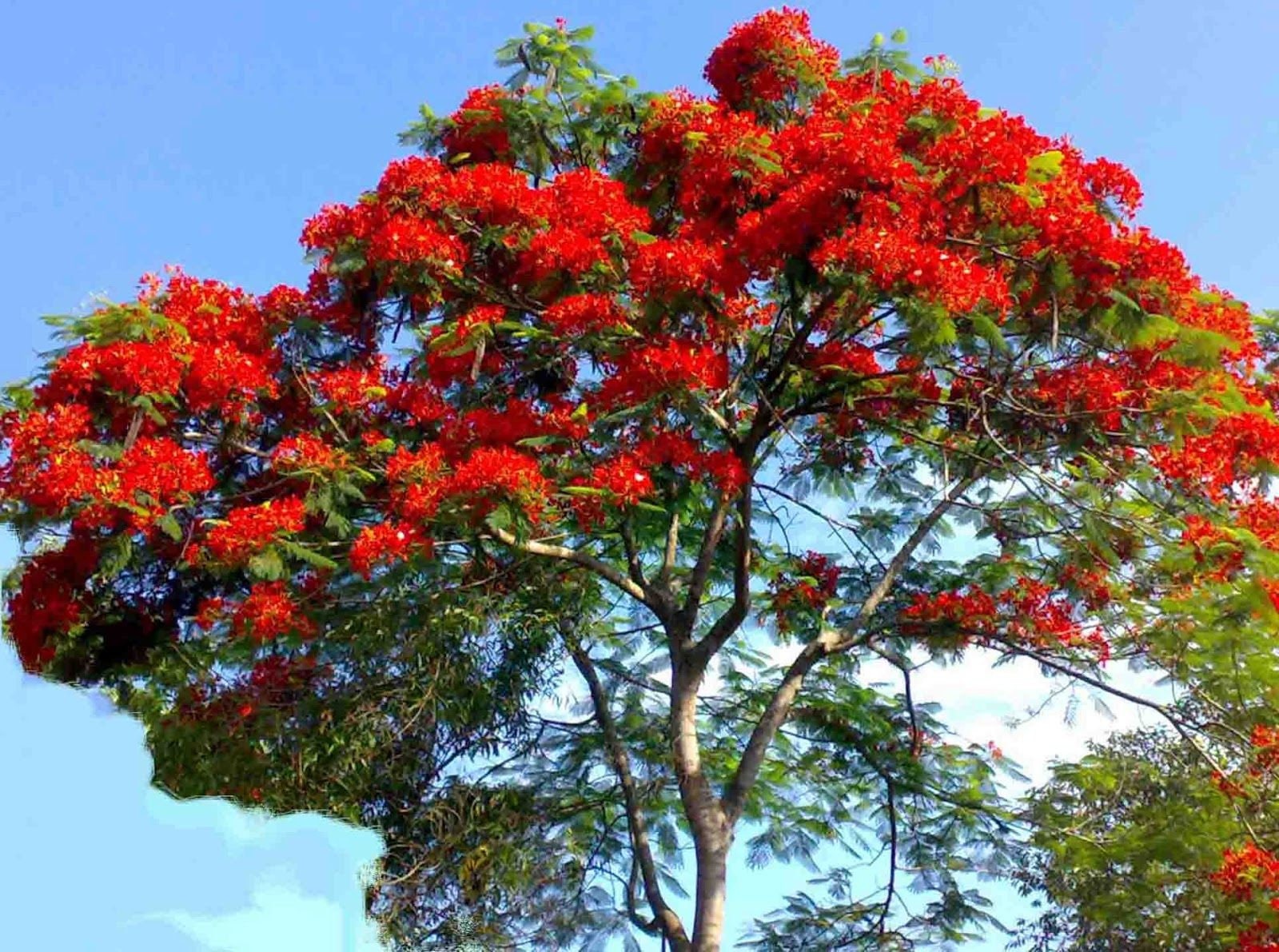 Royal Poinciana Flame Tree (delonix Regia) | 10 Seeds | Same Day ...