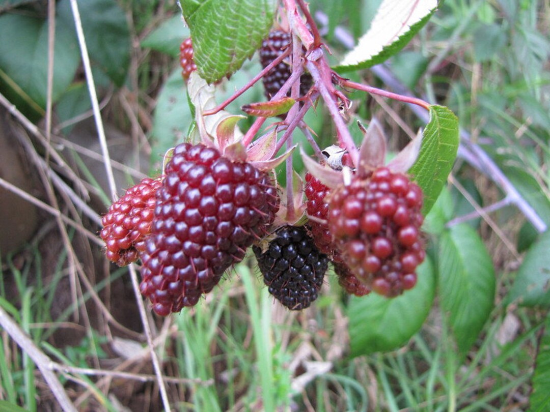Andean Raspberry Rubus Glaucus | 20+ Seeds | Mora De Castilla Same Day ...