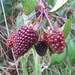 Andean Raspberry Rubus Glaucus | 20+ Seeds | Mora De Castilla Same Day ...