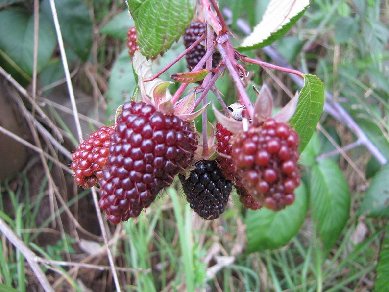 Andean Raspberry Rubus Glaucus | 20+ Seeds | Mora De Castilla Same Day ...