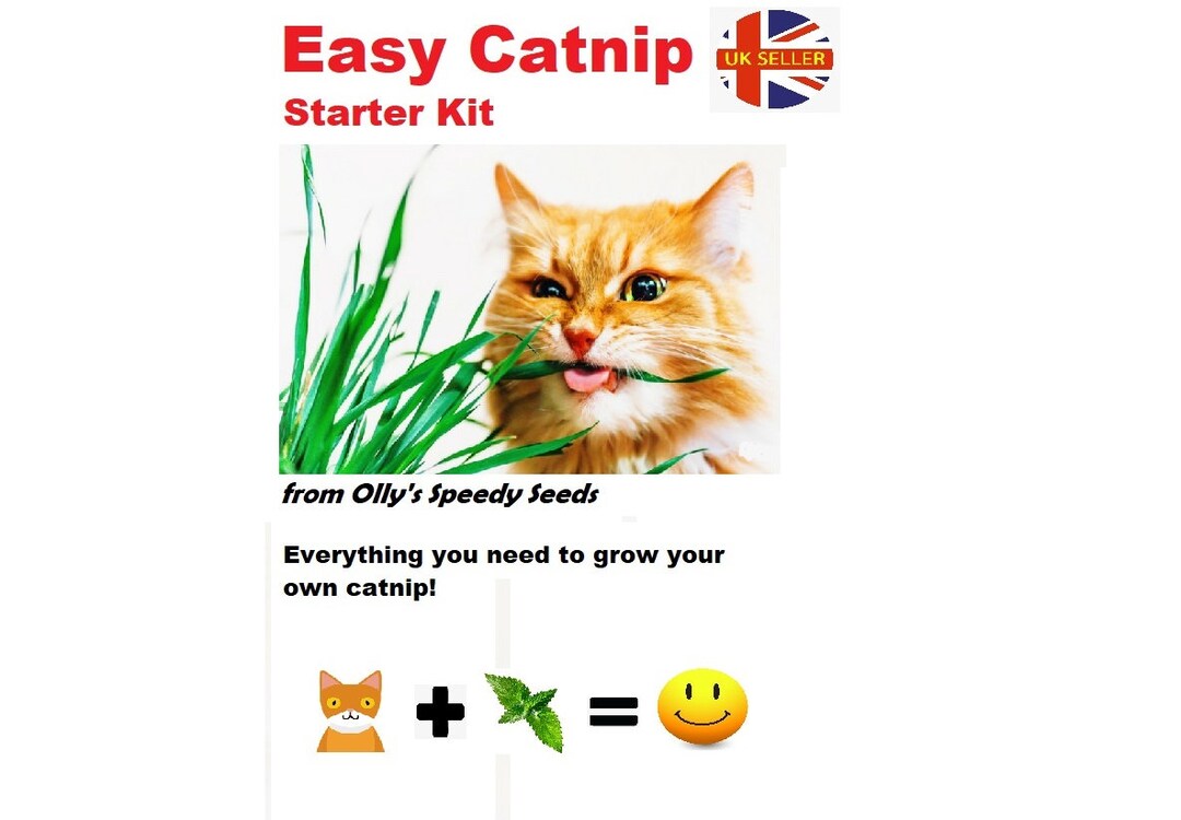 Grow Your Own Catnip Kit Windowsill or Outdoor Catmint - Etsy UK