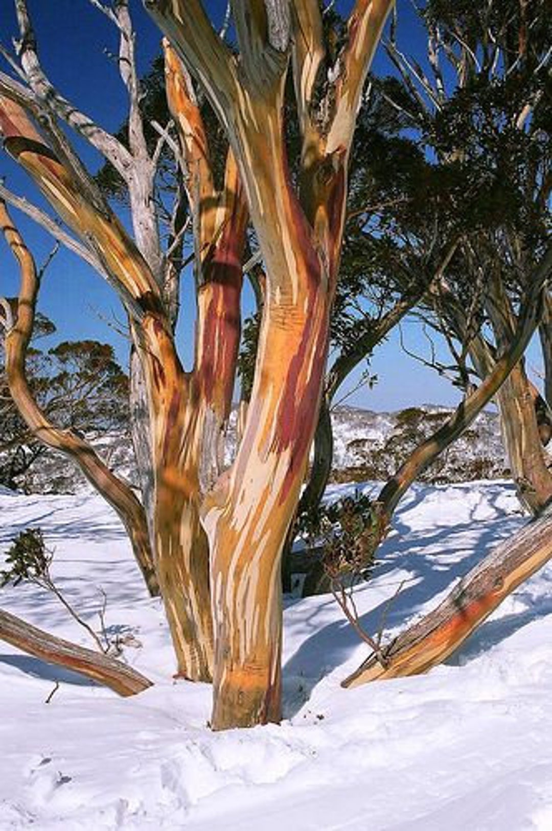 Snow Gum (eucalyptus Pauciflora V Niphophilia) | 50+ Seeds | UK Hardy ...