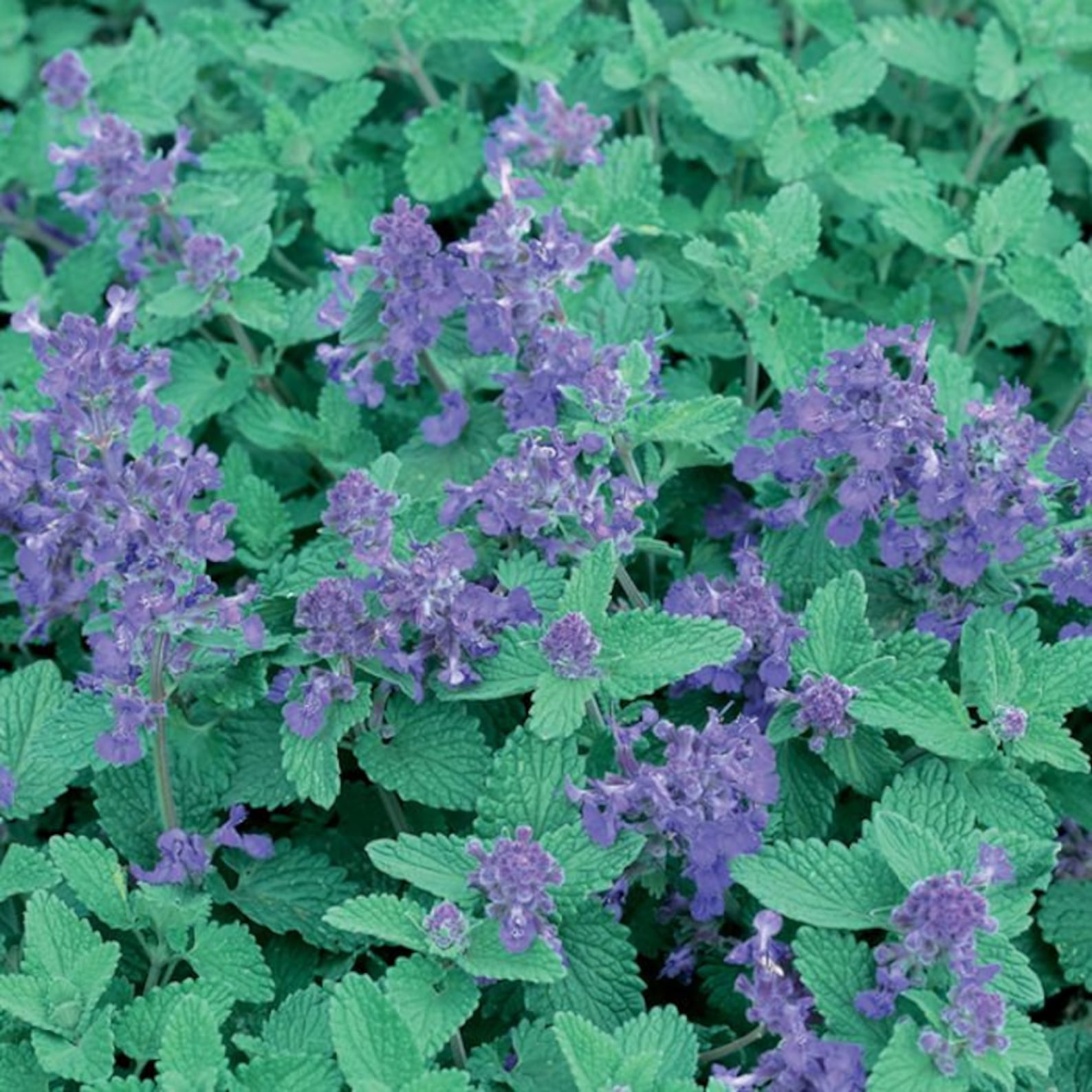 Grow Your Own Catnip Kit - Windowsill or Outdoor | Catmint | Happy Cats ...