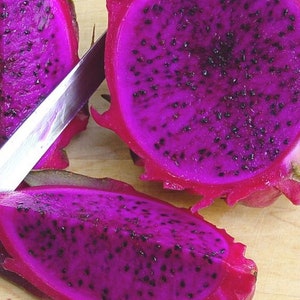 Dragon Fruit Seeds (purple Fleshed) | 20+ Seeds | Pitaya | Same Day ...