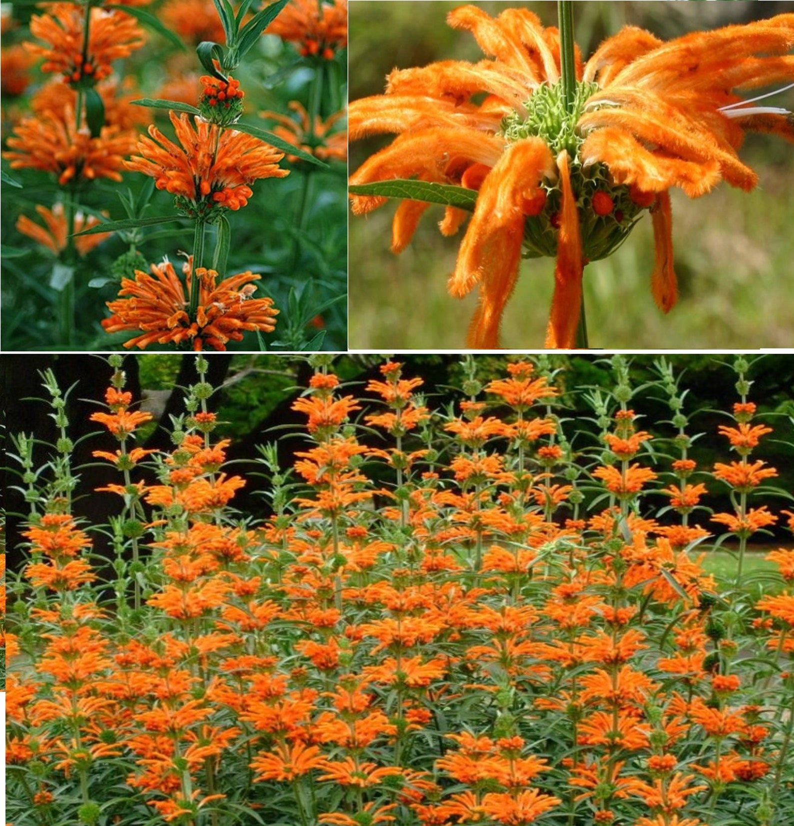 Lion's Tail | Leonotis Leonurus | 20+ Seeds | Bees | Wild Dagga | Same ...