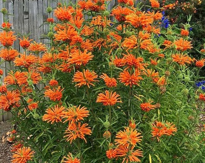 Lion's Tail | Leonotis Leonurus | 20+ Seeds | Bees | Wild Dagga | Same ...