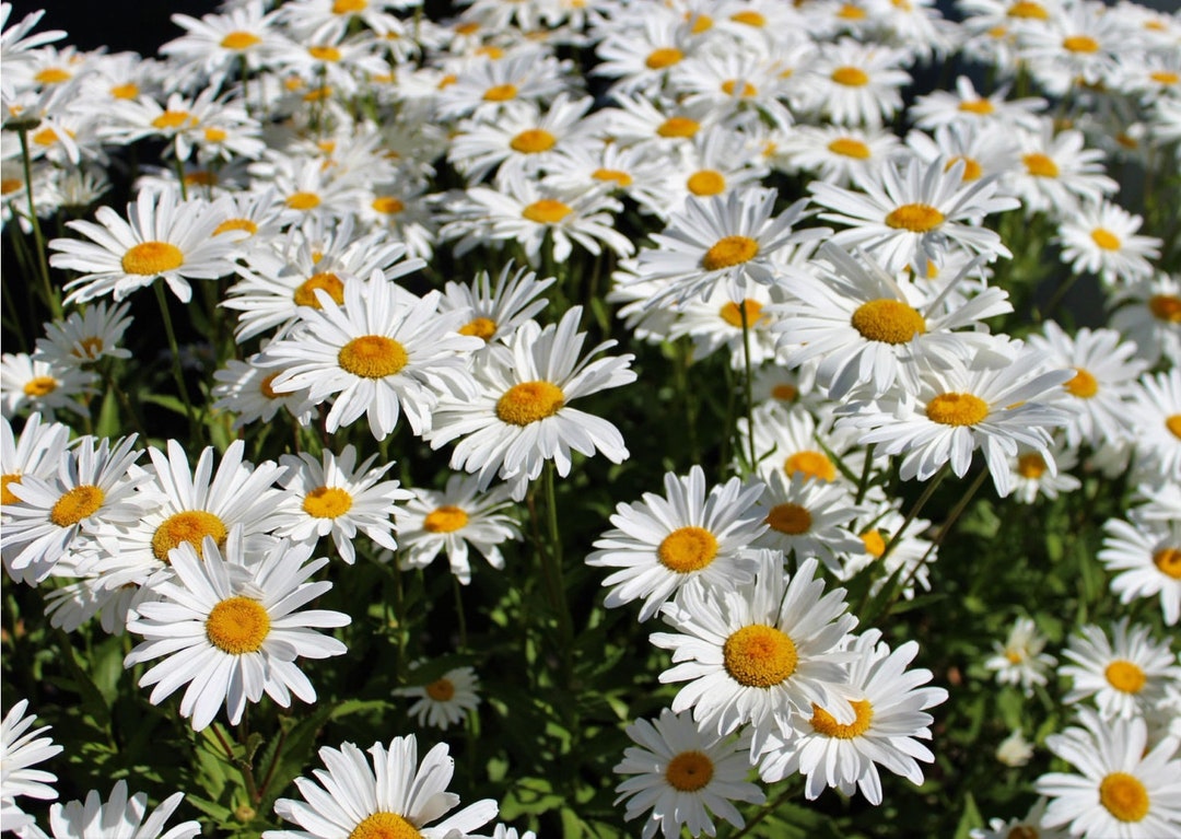 Common Daisy | Bellis Perennis | 500+ Seeds Wildflower | Same Day ...