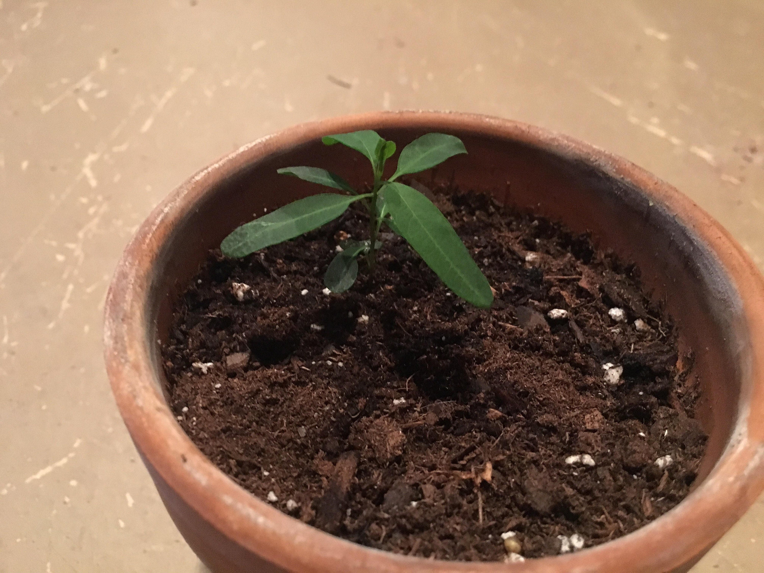 Rainbow Gum eucalyptus Deglupta Mindanao Gum Rainbow | Etsy